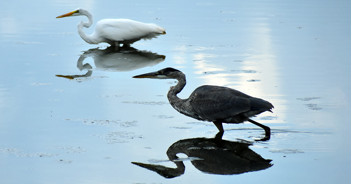 Pure Nature | Inspiring Impact